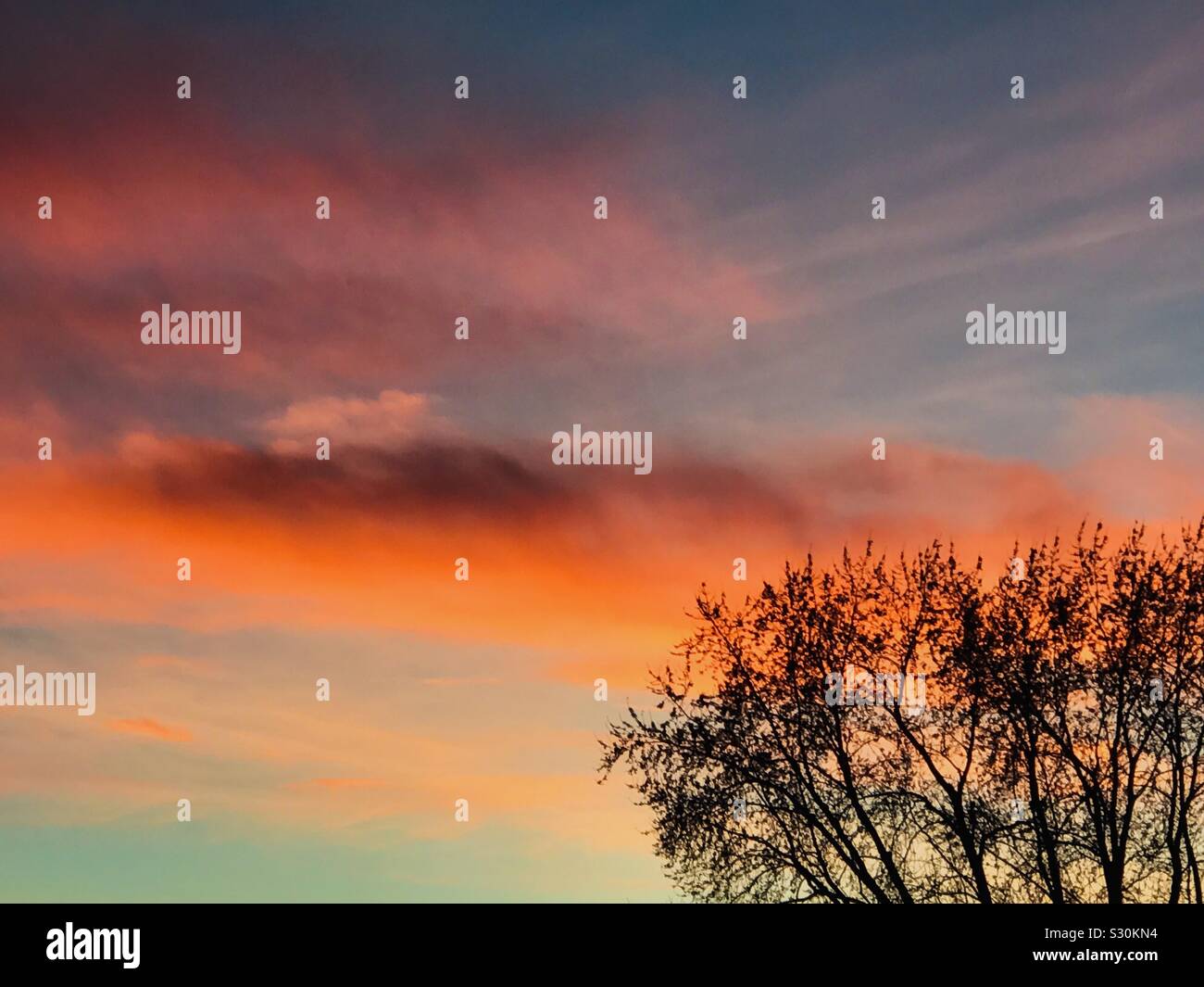 Sunset and tree silhouette, Maplewood, Minnesota Stock Photo - Alamy