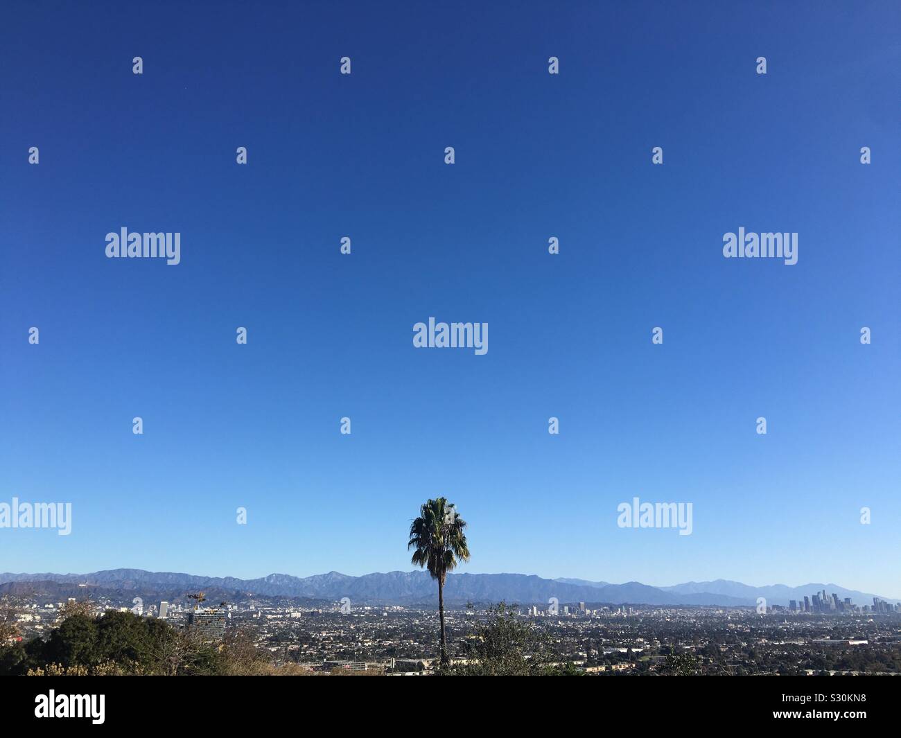Lone palm tree hi-res stock photography and images - Alamy