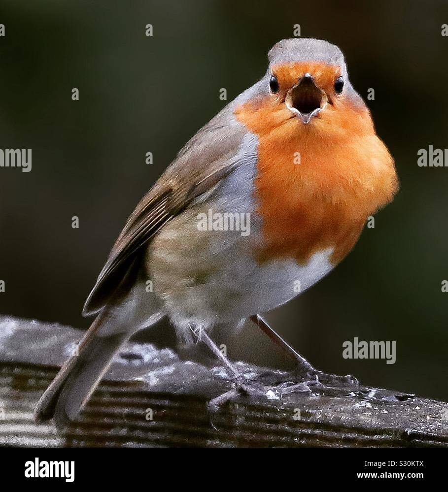 Singing robin hi-res stock photography and images - Alamy