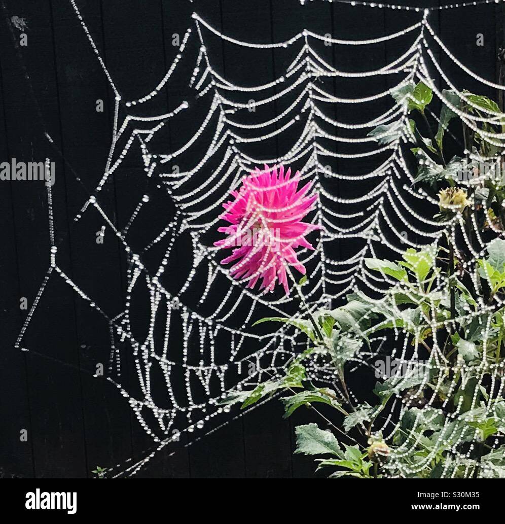 Garden cobweb hi-res stock photography and images - Alamy