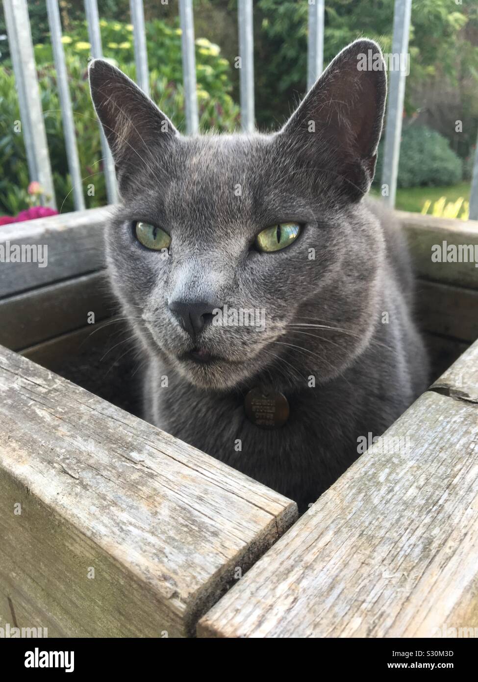 Grey Cat in a plant pot Stock Photo - Alamy