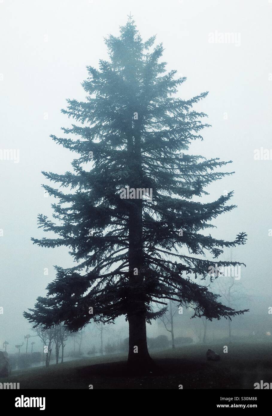 Tree in the fog Stock Photo - Alamy