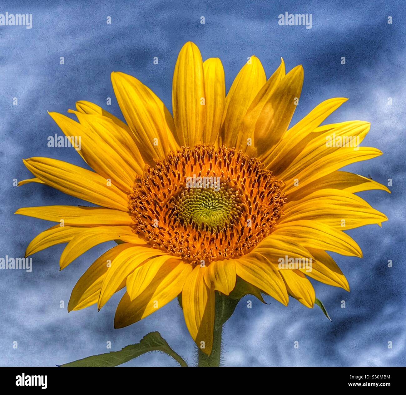 Center of sunflower hi-res stock photography and images - Alamy