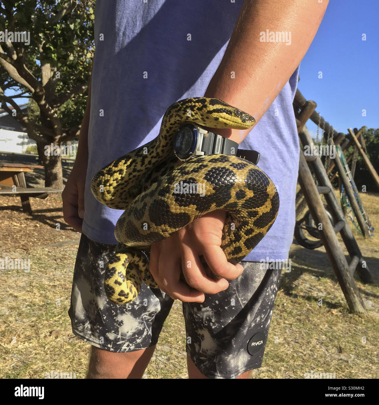 Anaconda snake hi-res stock photography and images - Alamy