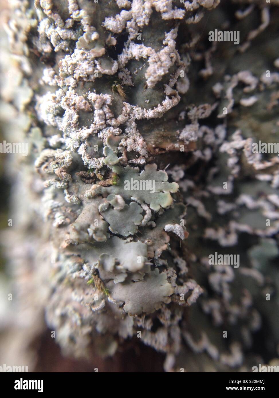 Macro lichens hi-res stock photography and images - Alamy Macro lichens hi-res stock photography and images - Alamy