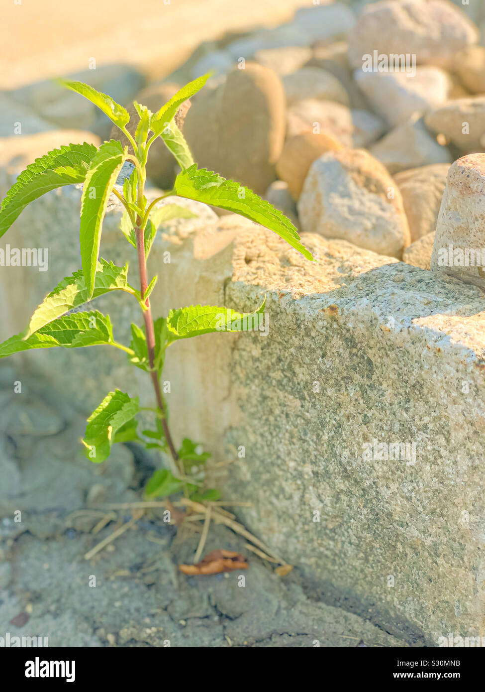 A small stem tree growing out of a curb on the side of the road with ...