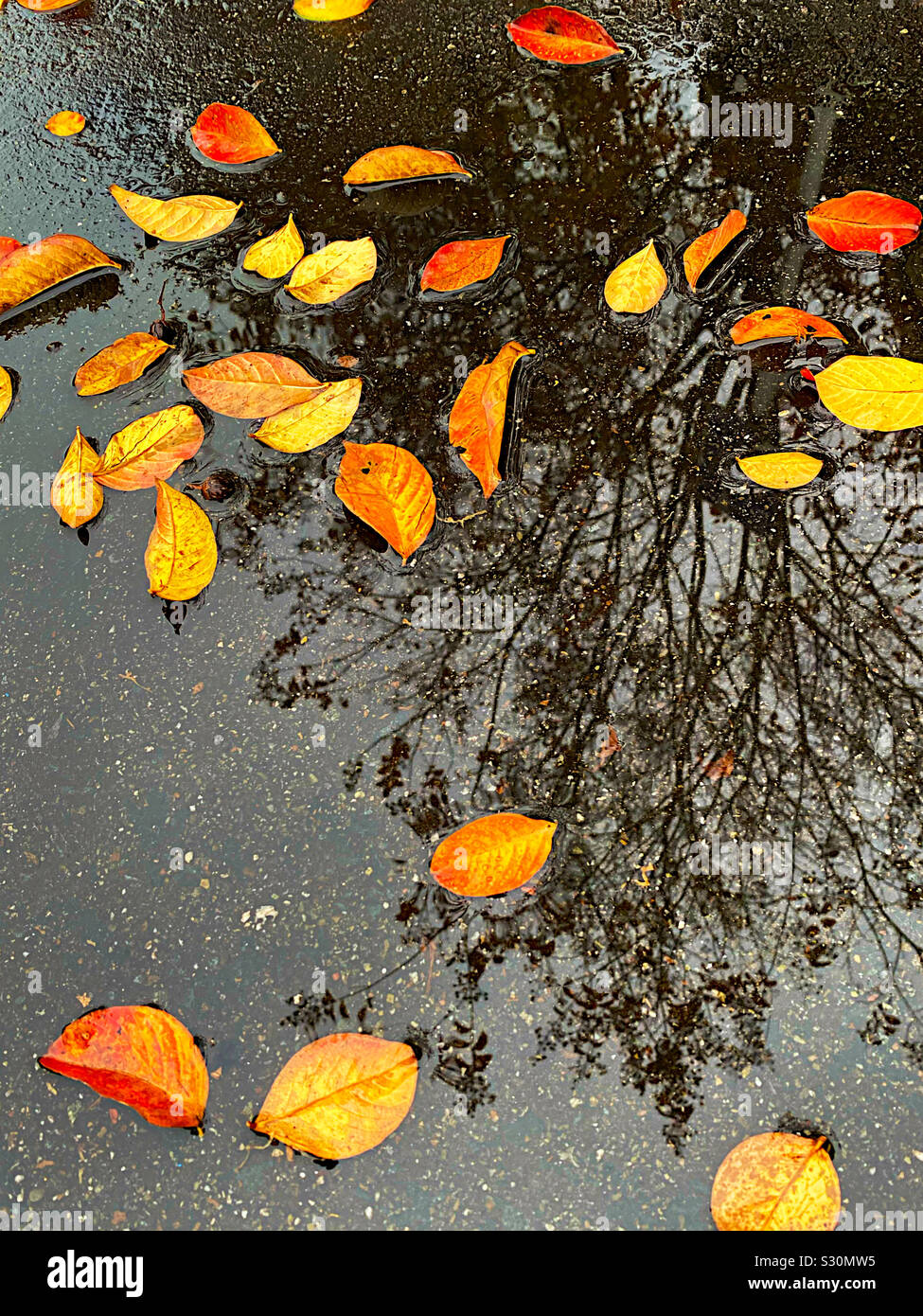 Colorful fall leaves in a rain puddle Stock Photo - Alamy