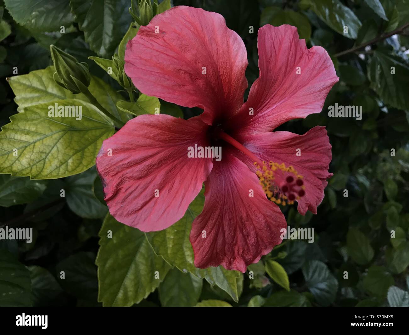 Big shrub hi-res stock photography and images - Alamy