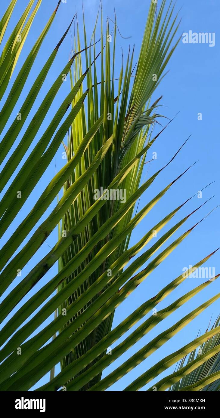 Palm trees hugging Stock Photo - Alamy