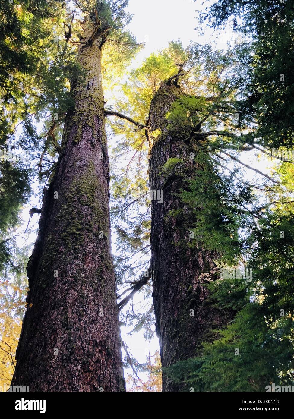 Looking up at tall trees hi-res stock photography and images - Alamy