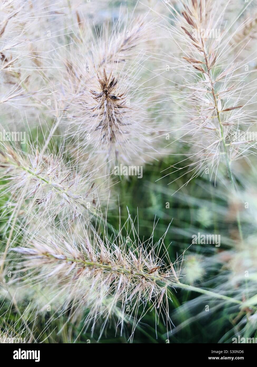 Fluff fluffy plant plants hi-res stock photography and images - Alamy