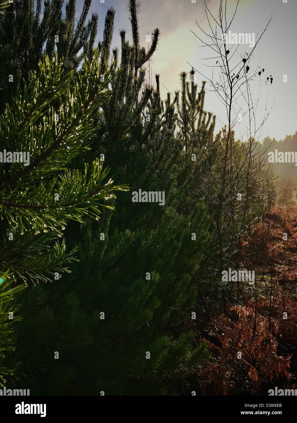 Green christmas environment hi-res stock photography and images - Alamy