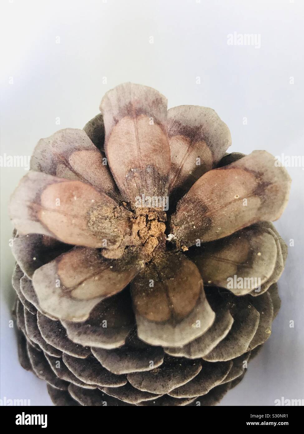 Original seed hi-res stock photography and images - Alamy
