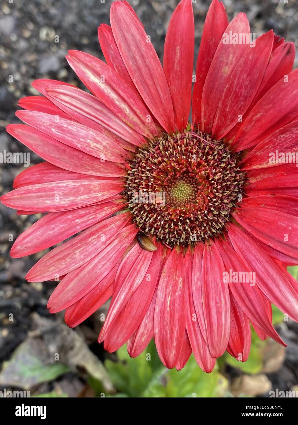 Red Gerber daisy flower closeup Stock Photo - Alamy