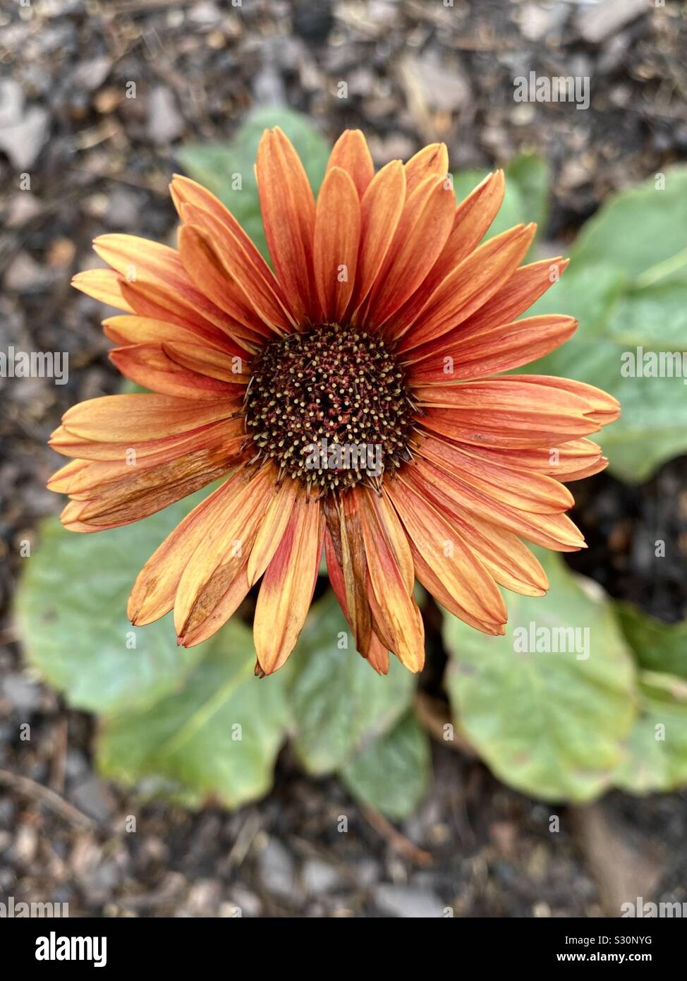 Closeup of gerber daisy hi-res stock photography and images - Alamy
