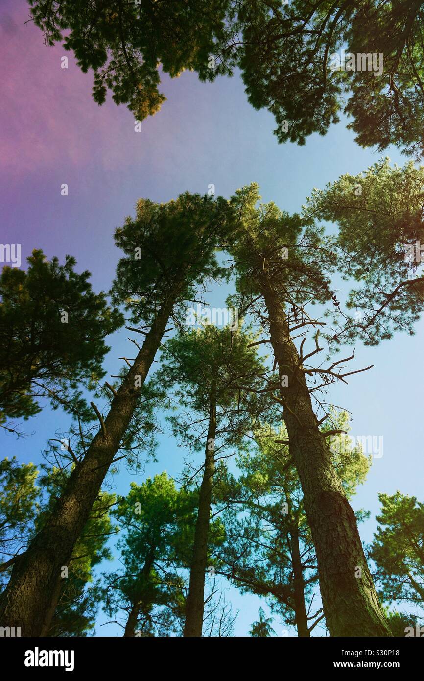 trees in the forest Stock Photo - Alamy