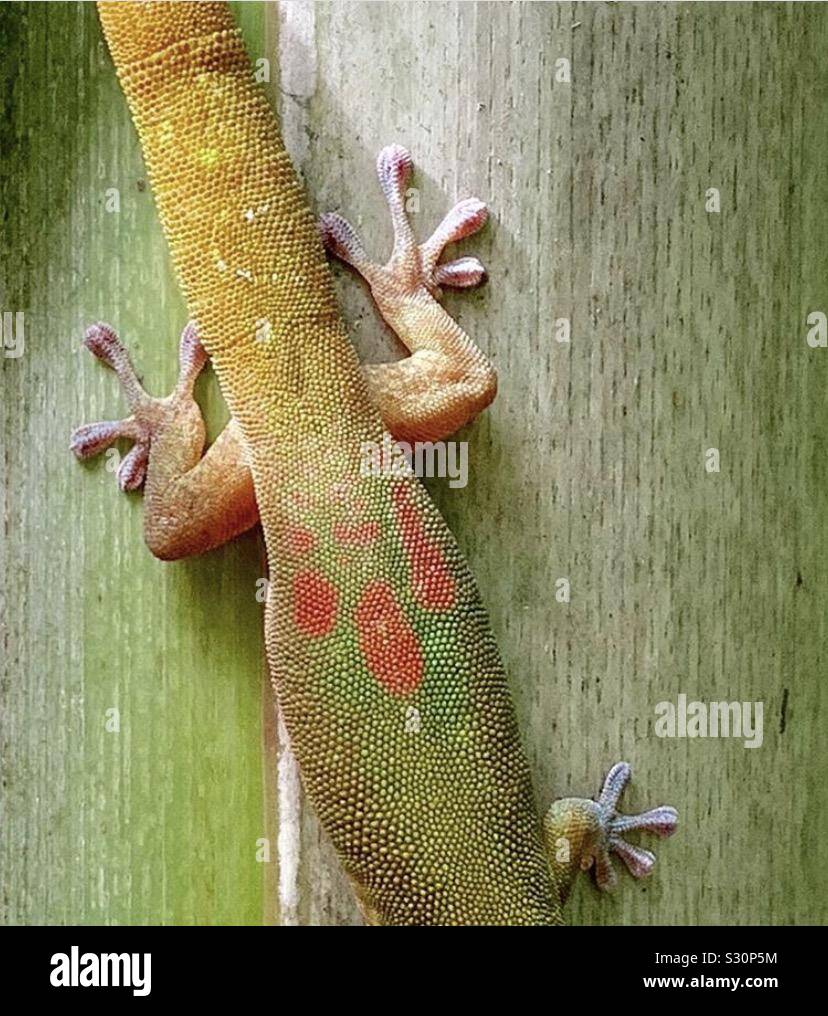 Toes of gecko lizards hi-res stock photography and images - Alamy