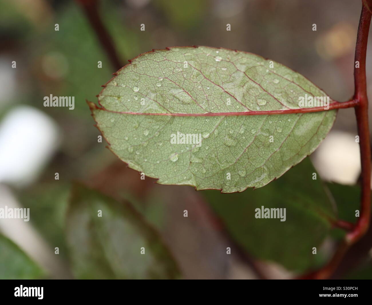 Reverse Leaf High Resolution Stock Photography and Images - Alamy