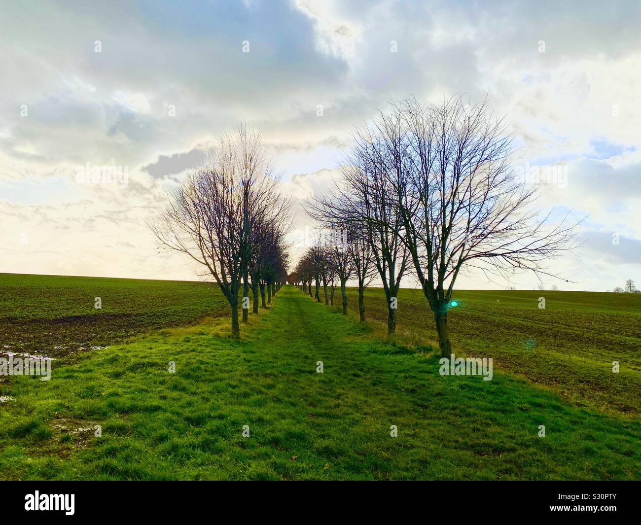 Straight line of trees hi-res stock photography and images - Alamy