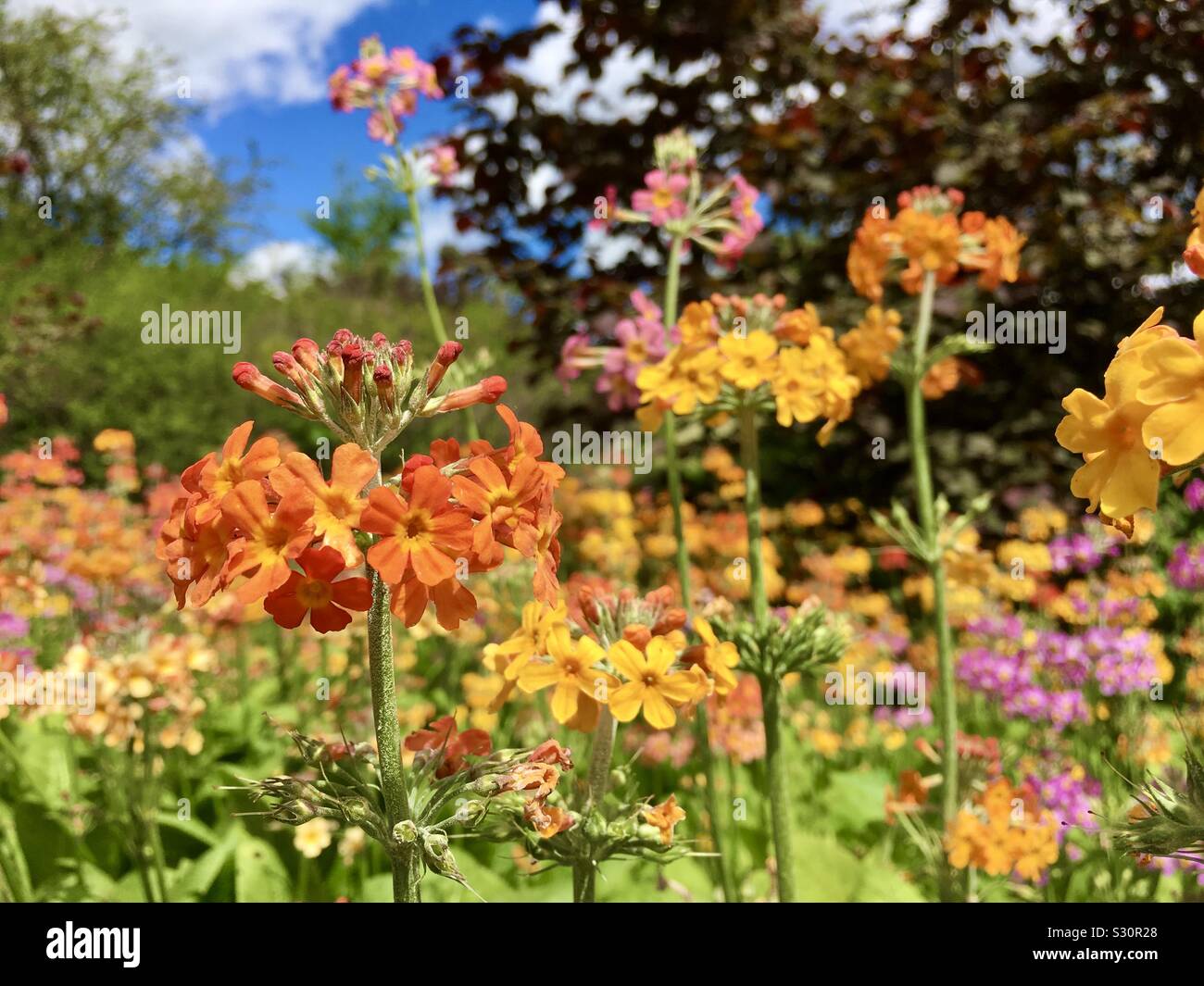 Candelabra Primroses Also Known As Candelabra Primula Stock Photo Alamy