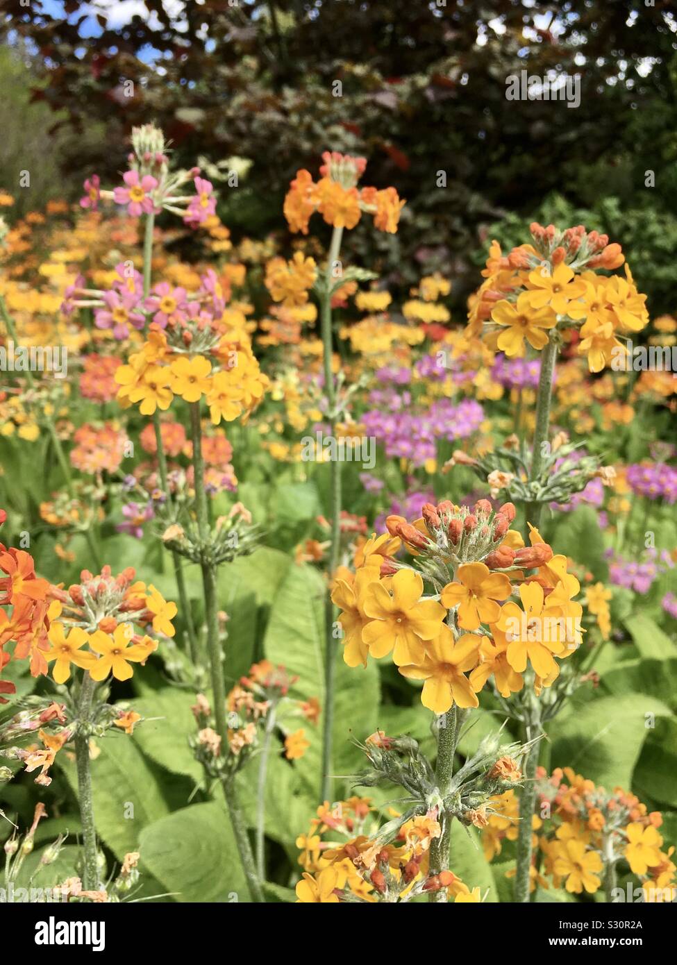 Candelabra primroses also known as candelabra primula Stock Photo - Alamy