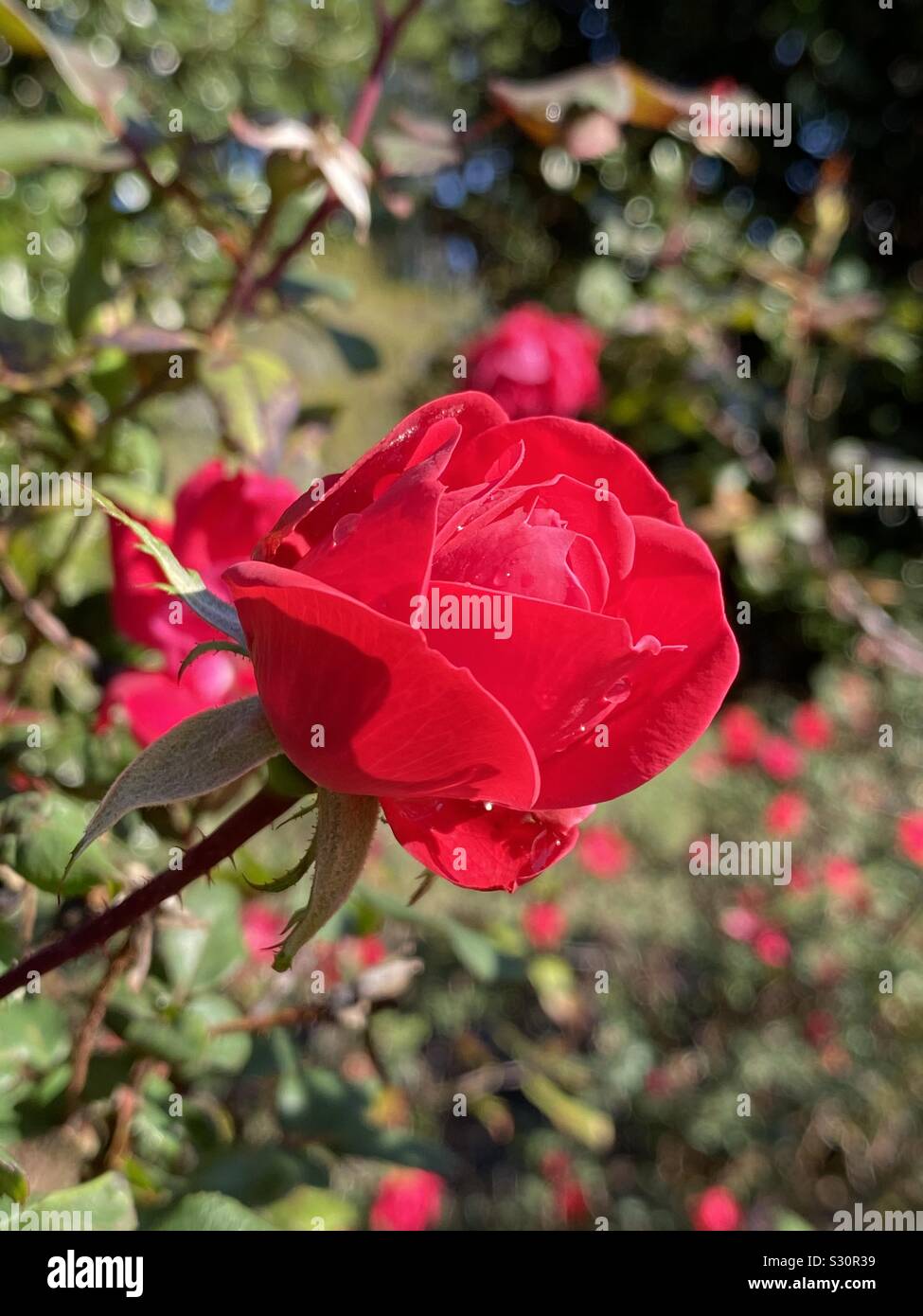 Closeup of a red rosebud Stock Photo - Alamy