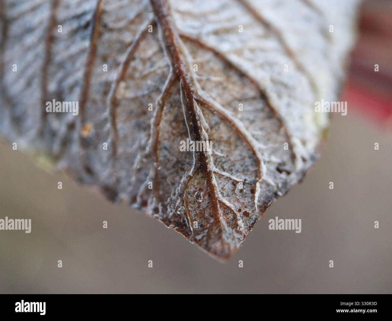 Tip of the leaf with winter raindrop Stock Photo - Alamy