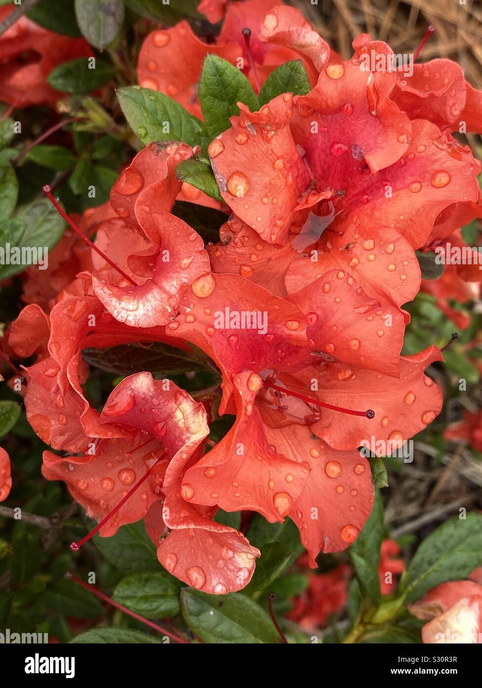 Orange azalea hi-res stock photography and images - Alamy