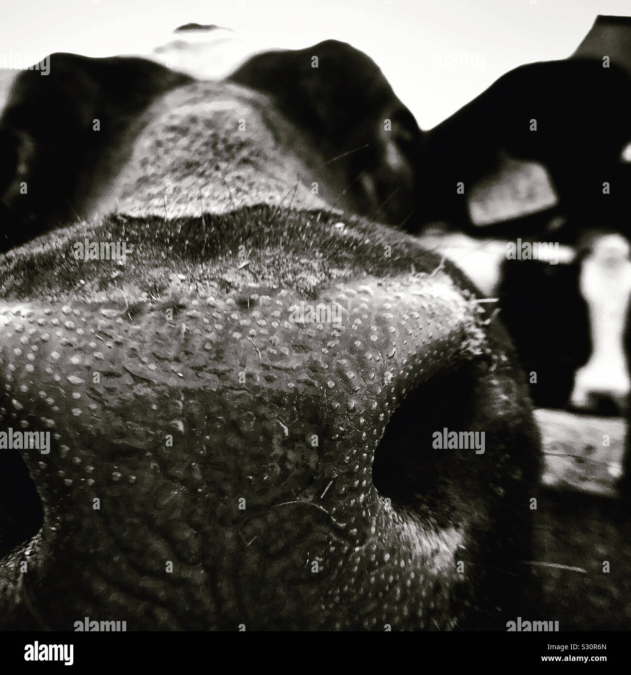 Nosey animal hi-res stock photography and images - Alamy