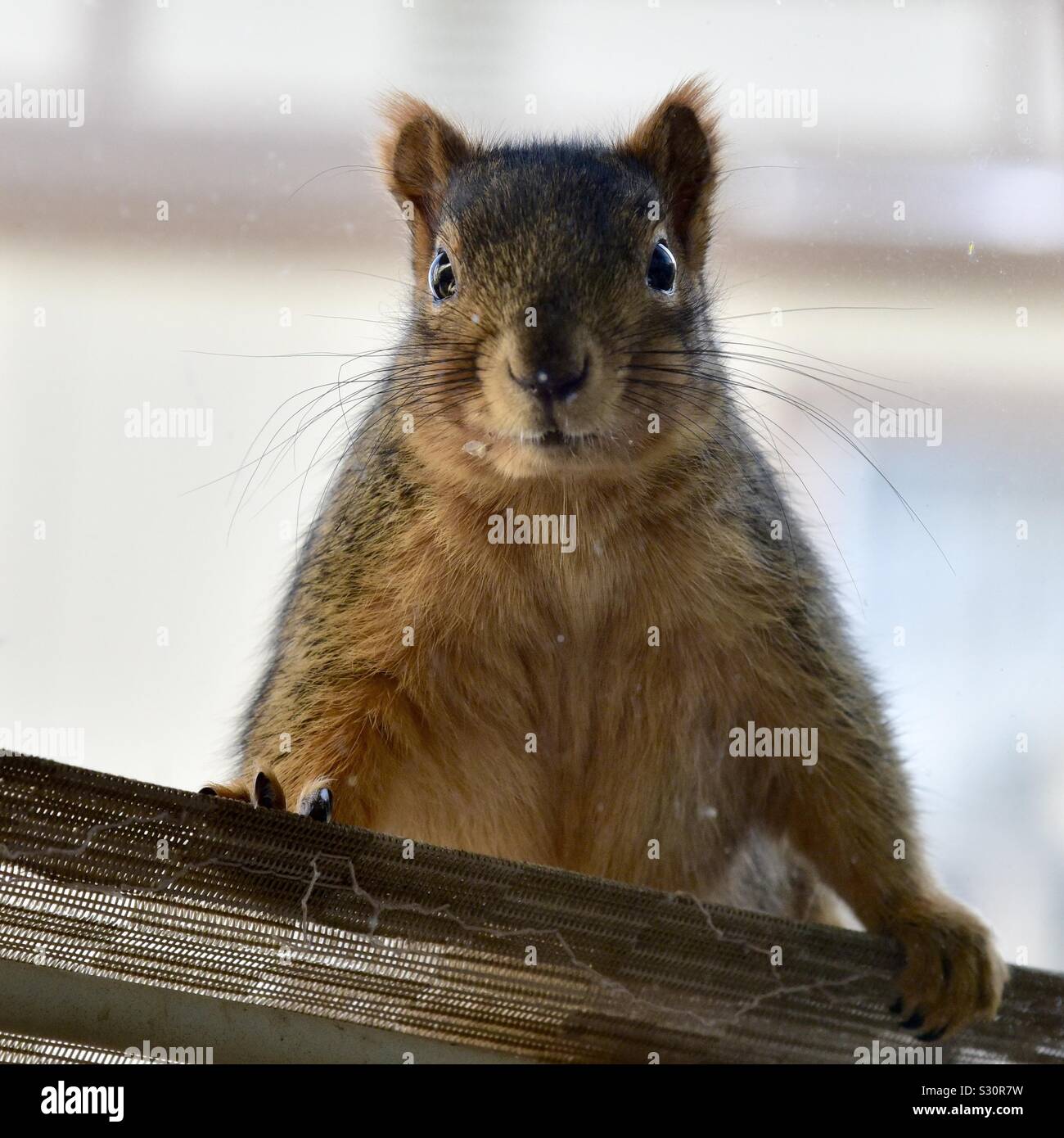 Surprised Squirrel Meme