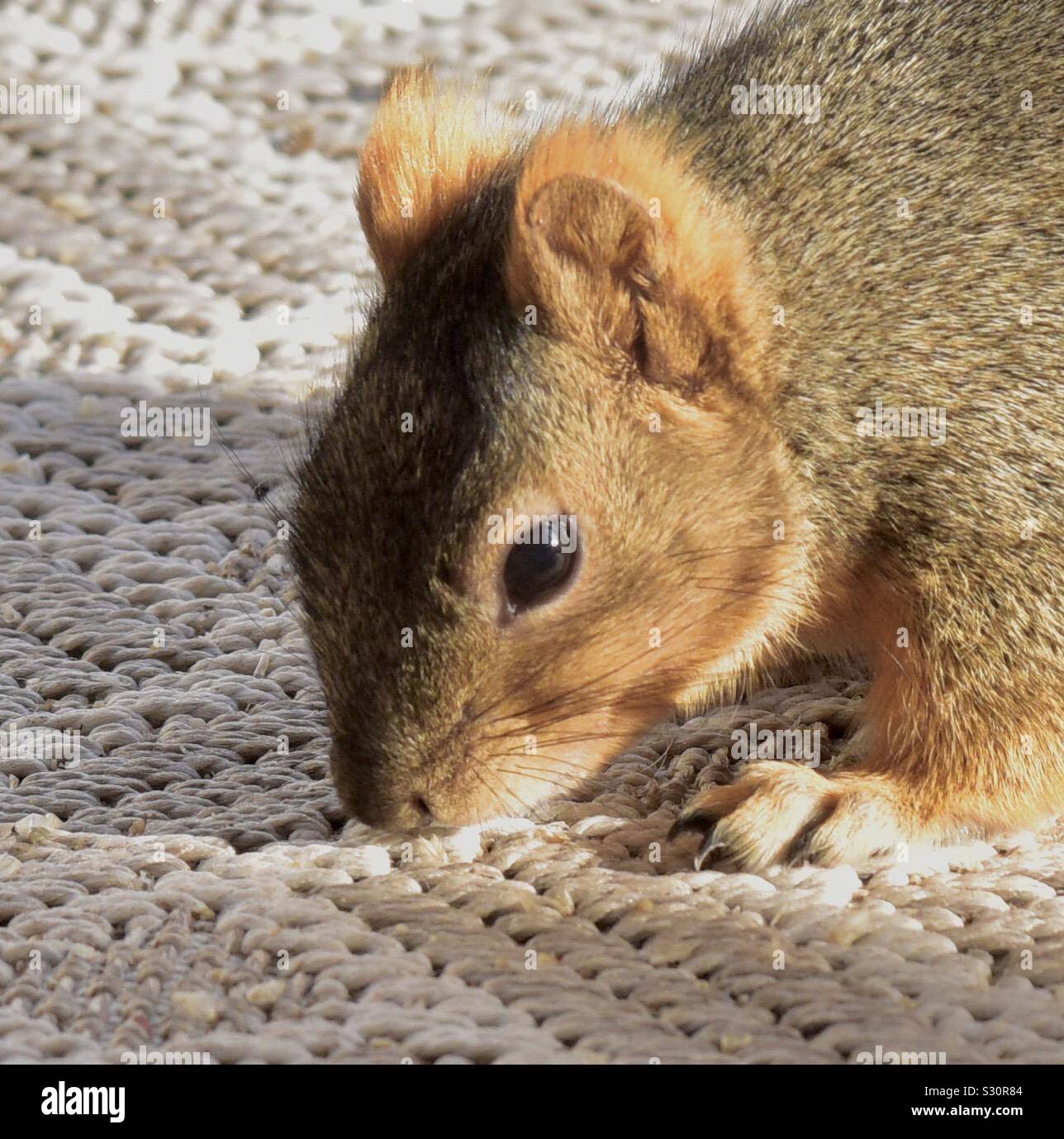 Red squirrel face hi-res stock photography and images - Alamy