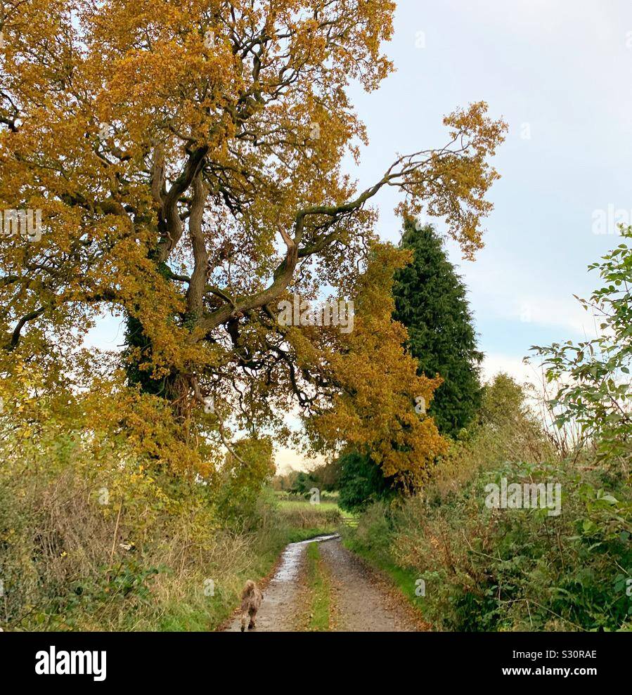 Quiet tree walk hi-res stock photography and images - Alamy