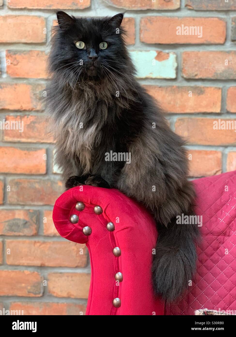 Ollie The Cat High Resolution Stock Photography and Images - Alamy