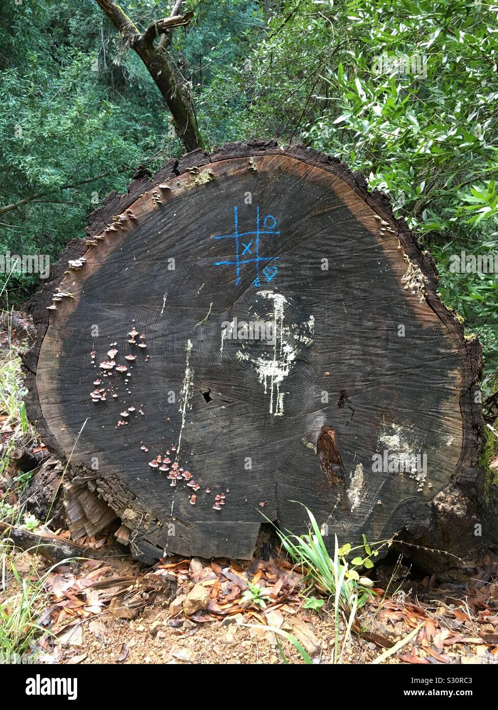 Giant cut tree with romantic tic-tac-toe graffiti Stock Photo - Alamy