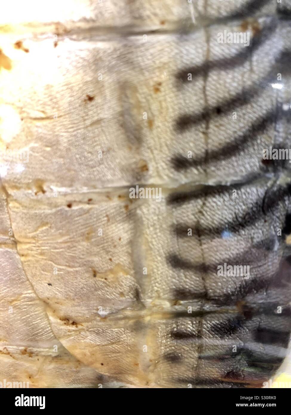 Mackerel skin hi-res stock photography and images - Alamy