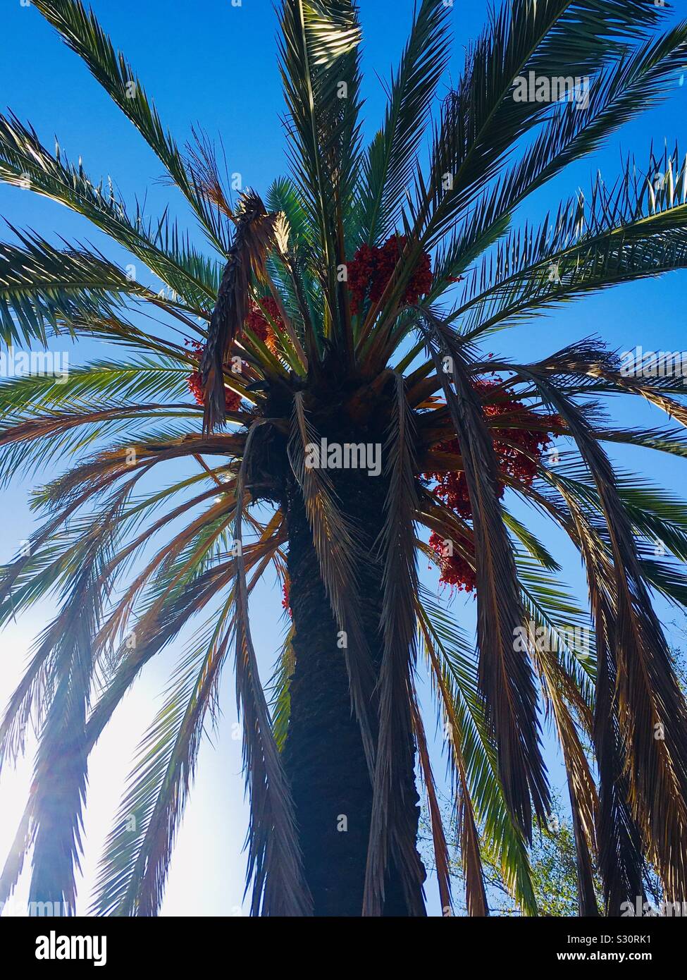 Date palm tree israel hi-res stock photography and images - Alamy