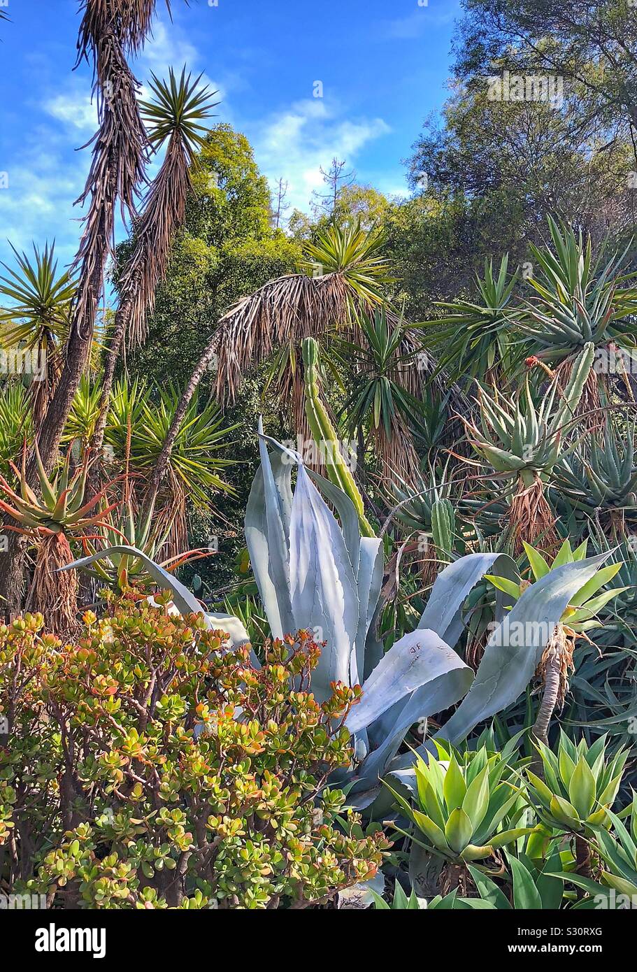 Foliage plants hi-res stock photography and images - Alamy