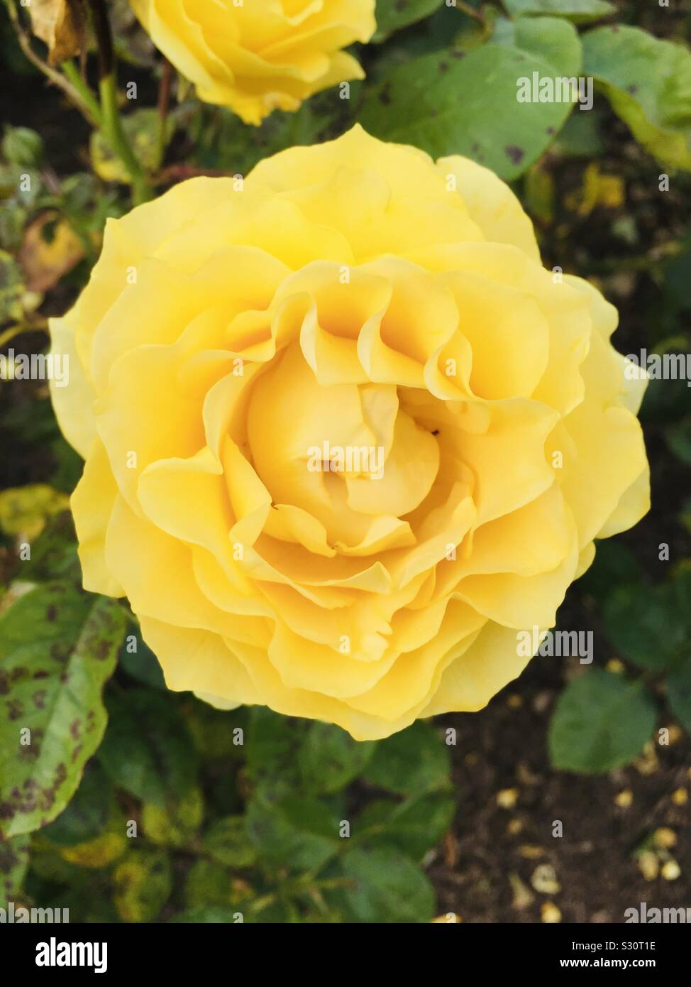 Singular flower hi-res stock photography and images - Alamy