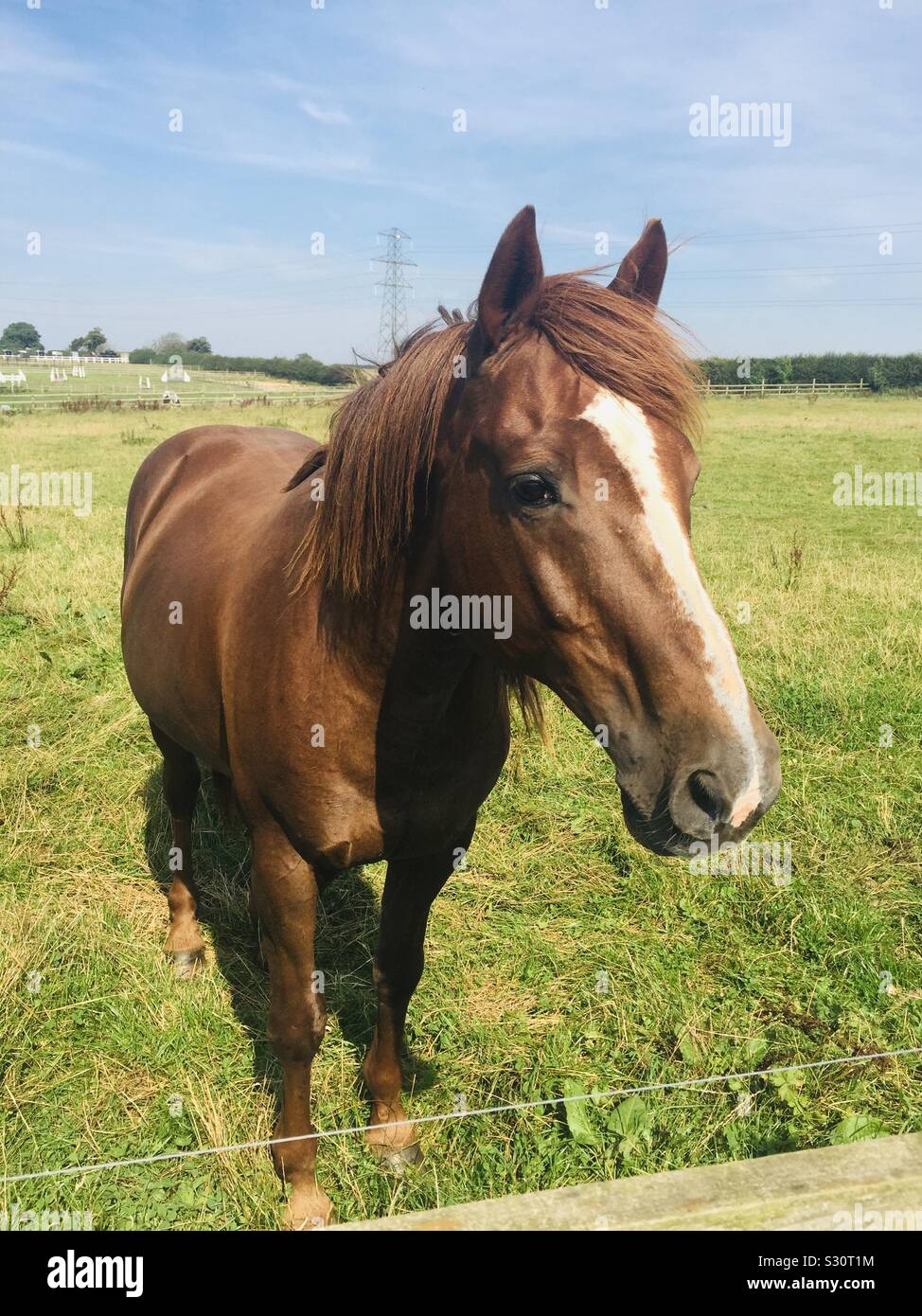 Horse in paddock hi-res stock photography and images - Alamy