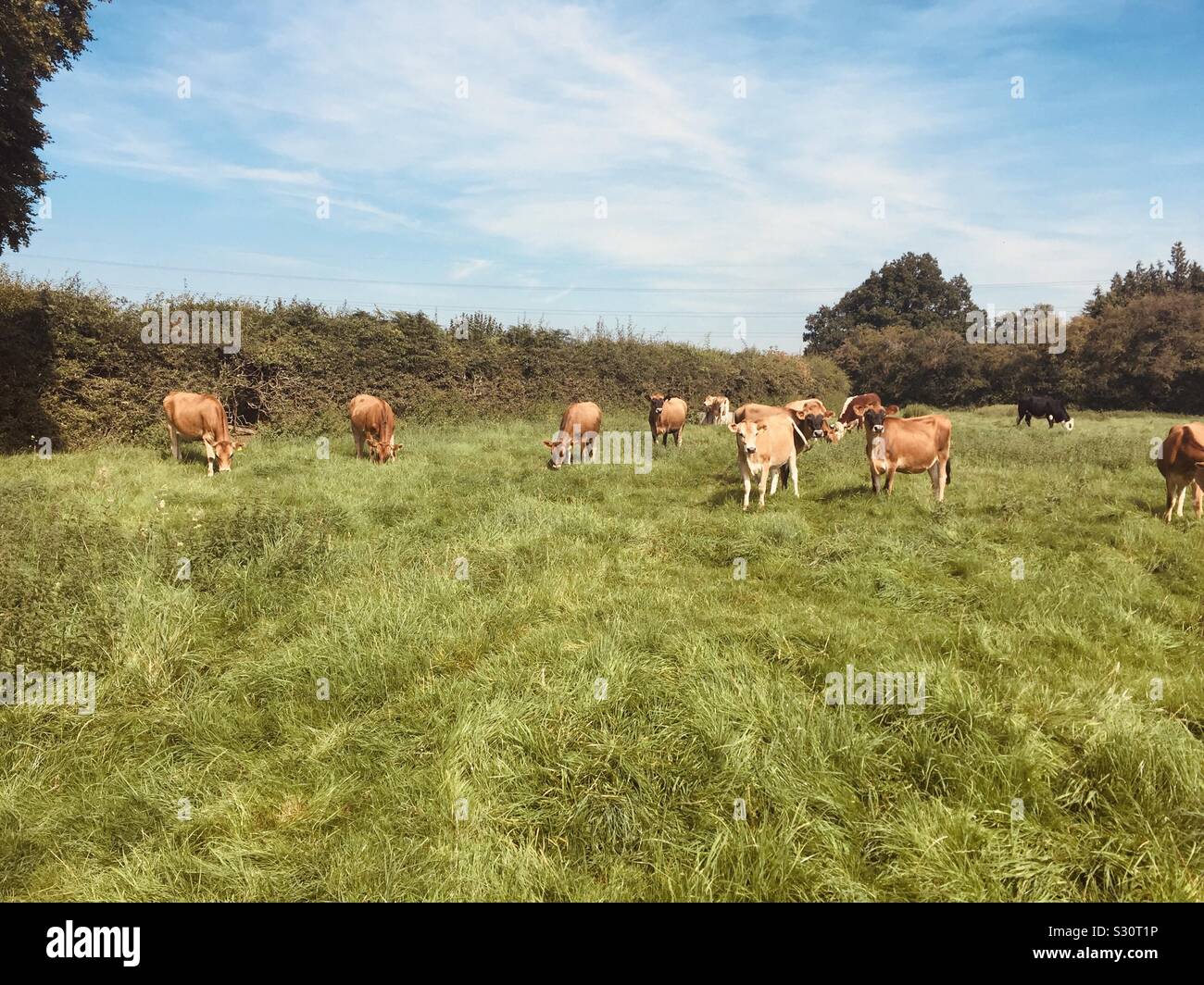 Cows in the country hi-res stock photography and images - Alamy
