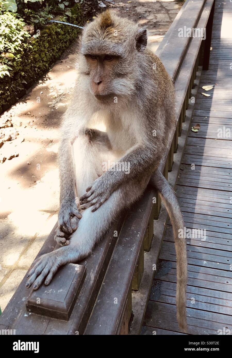 Monkey Chilling High Resolution Stock Photography and Images - Alamy