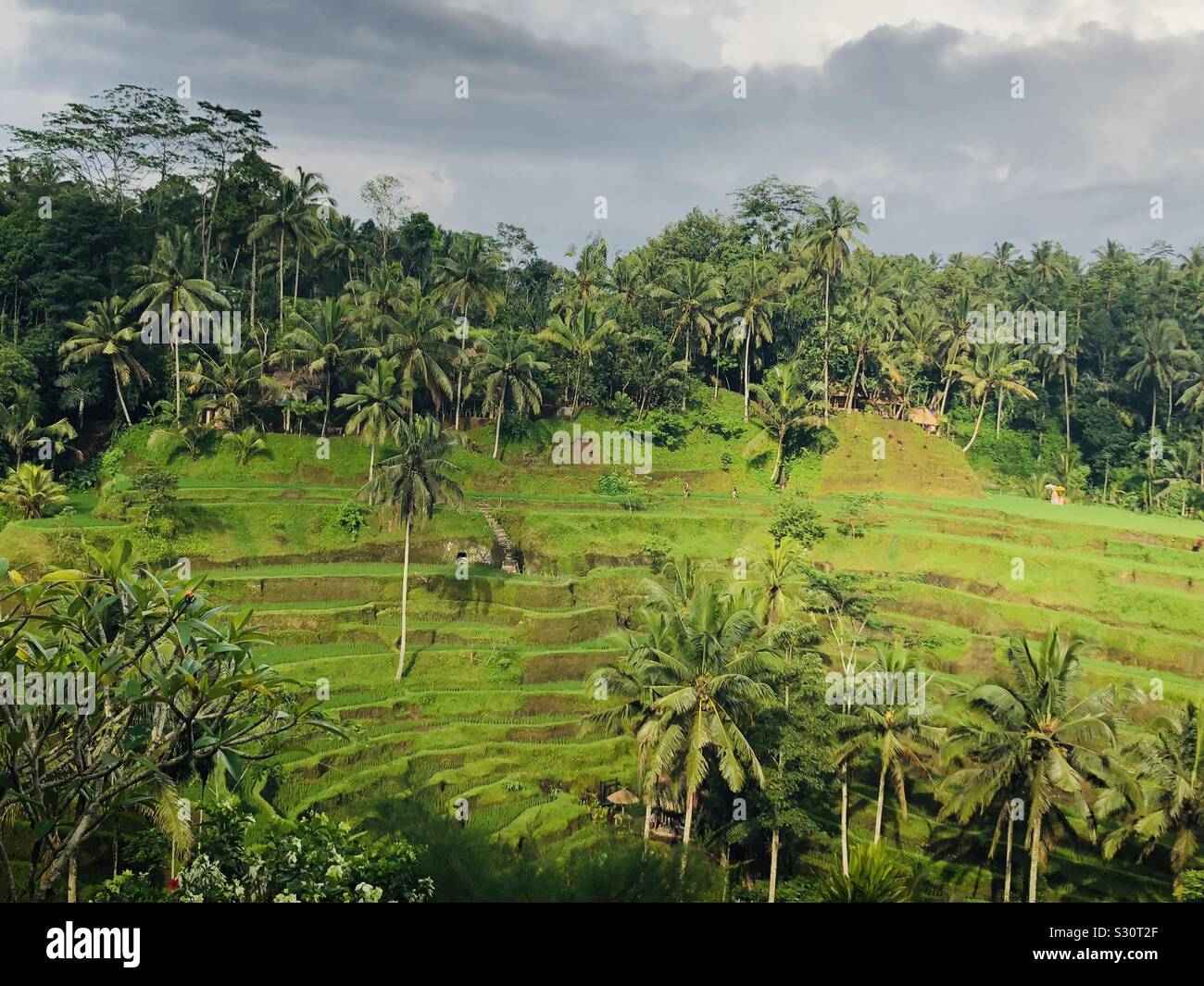 Bali farm hi-res stock photography and images - Alamy