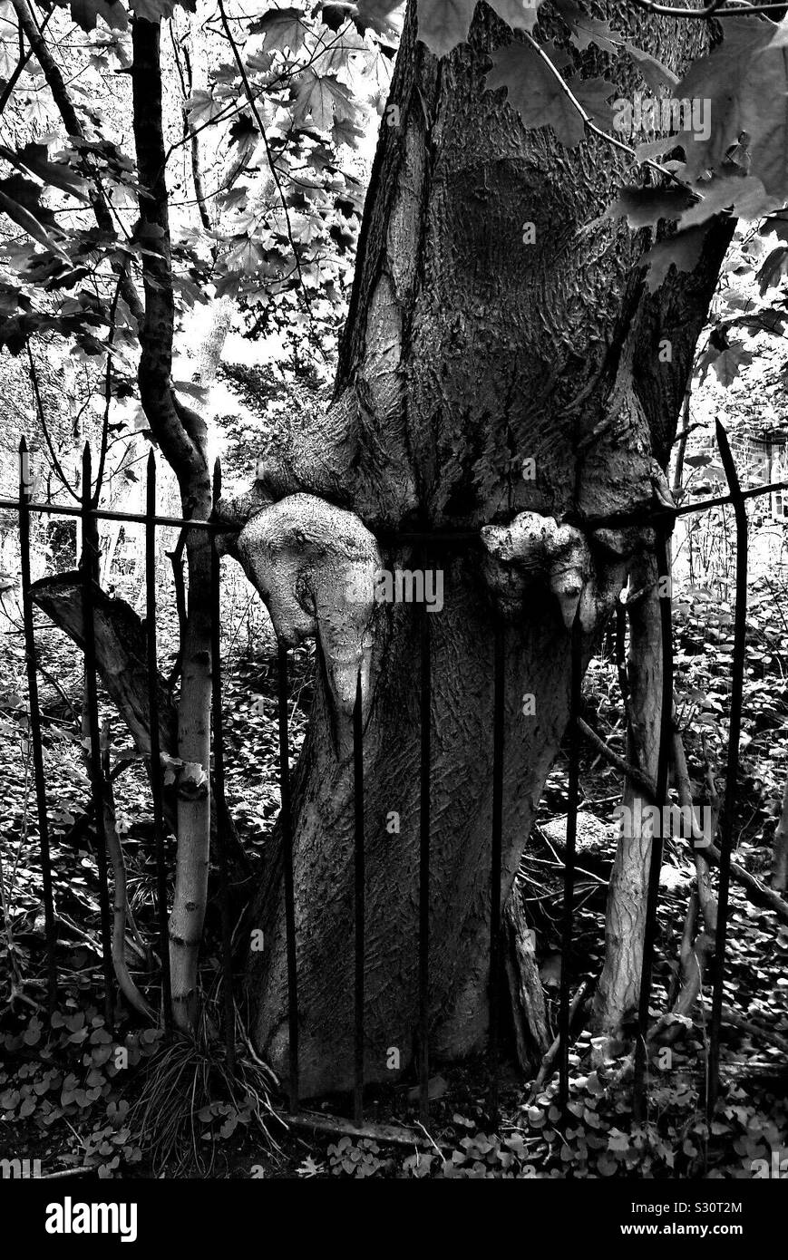 A black and white picture of a tree trying to climb a fence Stock Photo ...