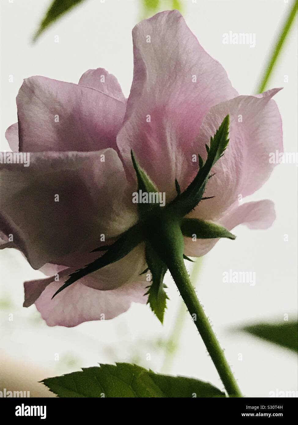 Downside View High Resolution Stock Photography and Images - Alamy