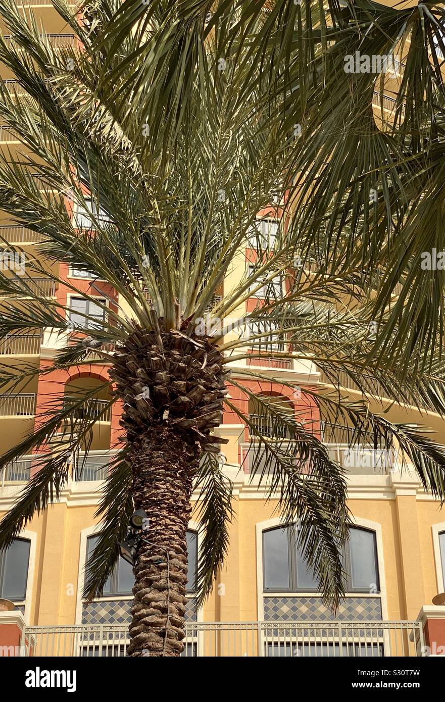 Large palm trees with colorful building Stock Photo - Alamy