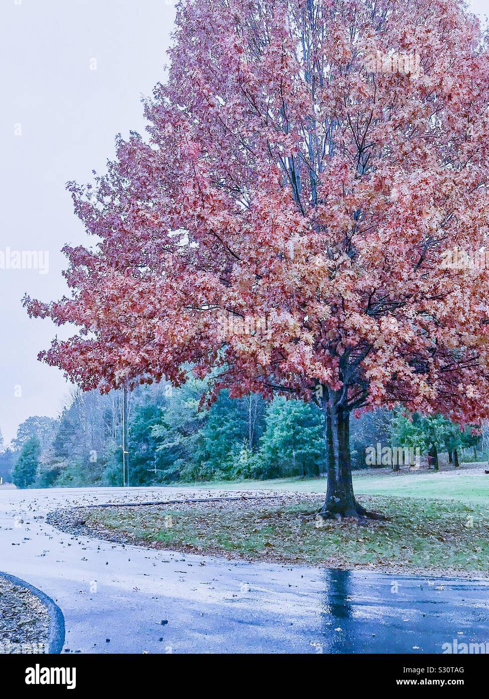 Autumn oak tree with blacktop in the rain Stock Photo - Alamy