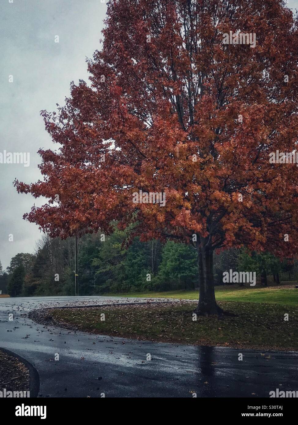Rainy scene with oak tree and black top in November Stock Photo - Alamy