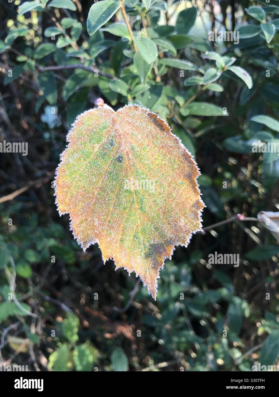 Delicate hazel leaf hi-res stock photography and images - Alamy