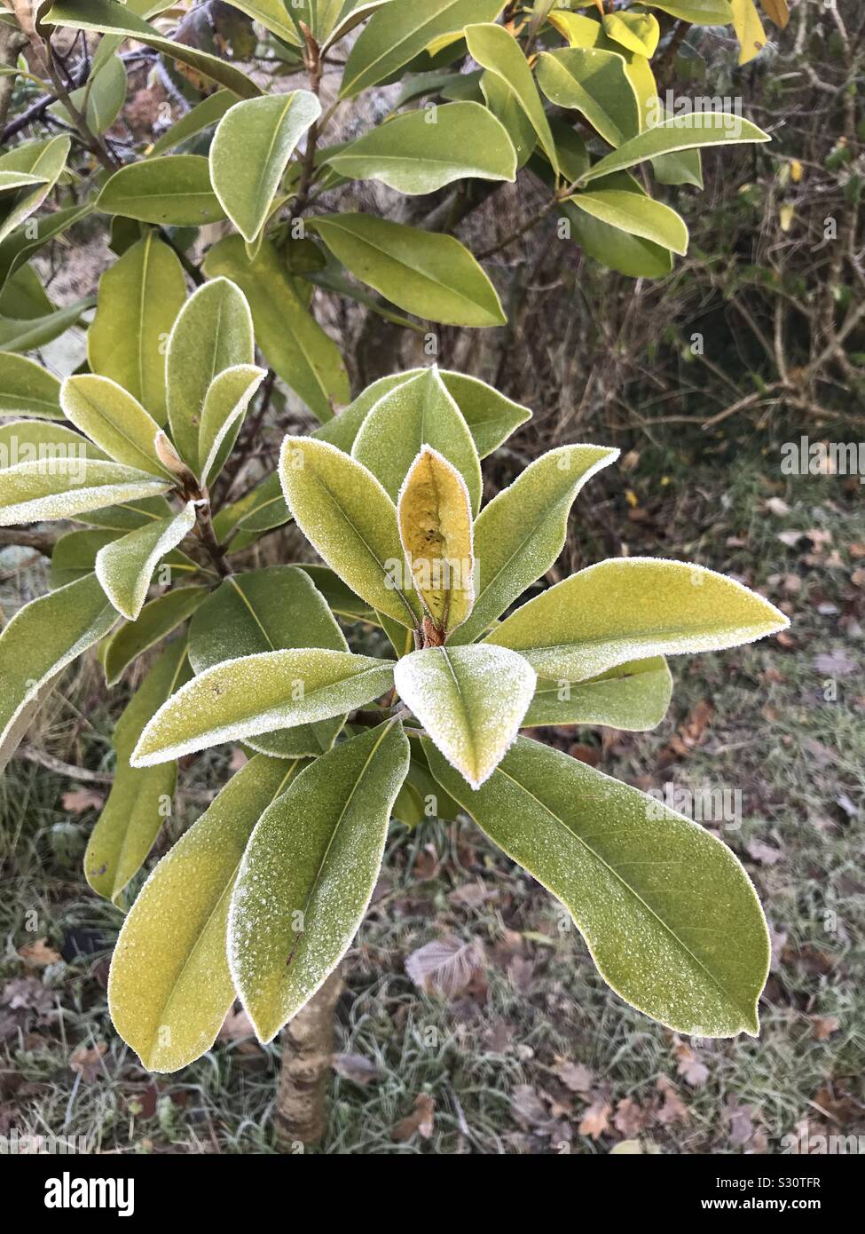Magnolia leaves hi-res stock photography and images - Alamy