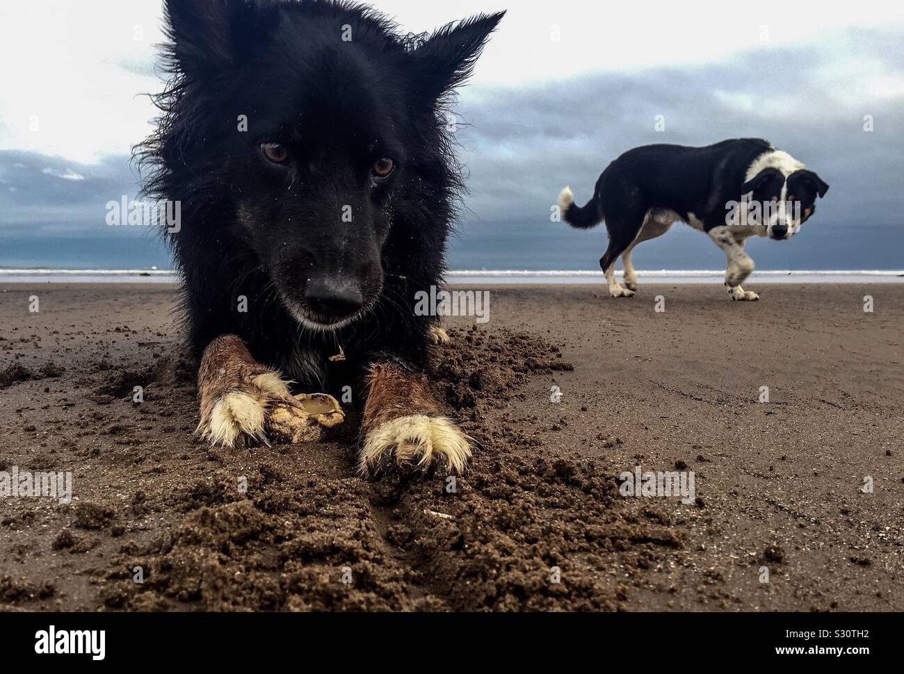 Dogs playing on the beach Stock Photo - Alamy